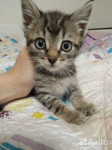 Котенок полосатый пепельного цвета