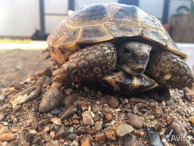 Черепаха