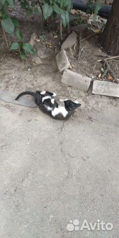 Чернобелая кошь