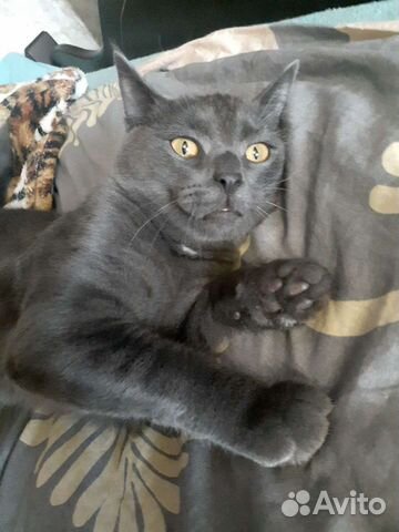 Шотландской породы