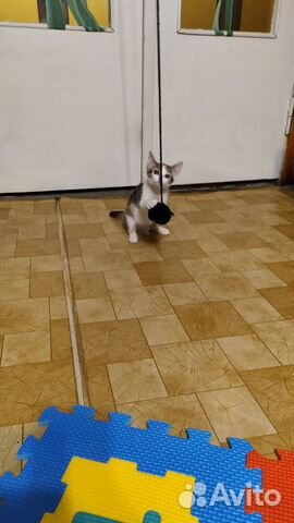 Отдадим трёхцветное счастье