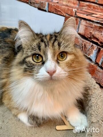 Кошка Нюша 1 годик