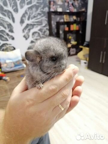 Шиншилла детёныши