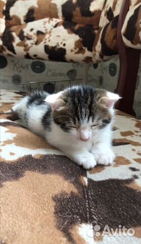 Кошка