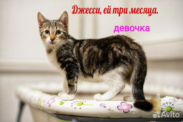 Котёнок Джесси