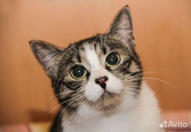 Кошка арена