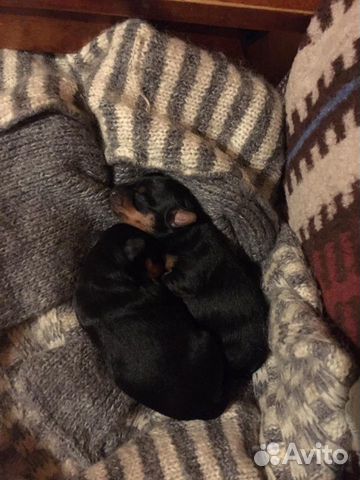 Щенки Йоркшира и Той-терьера