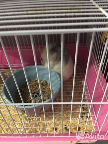 Крыса с клеткой