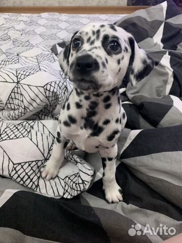 Далматинец