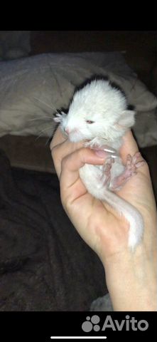 Бронь на малышак шиншиллят