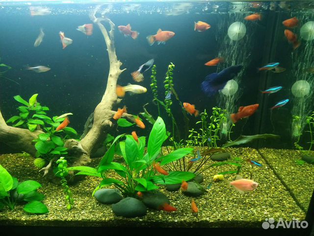 Аквариумные рыбки в хорошие руки. Гуппи, пецилии