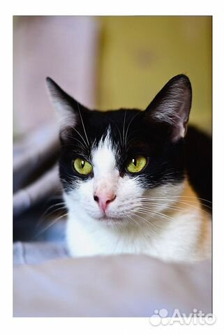 Ласковый котик по имени Зайчик