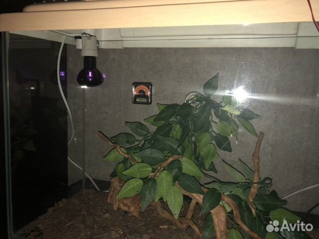 Аквариум переделанный под террариум для хамелеона