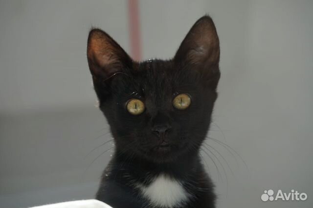 Котята в добрые руки бесценно