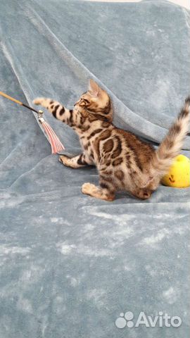 Бенгальские котята