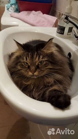 Временное жилье для кошки
