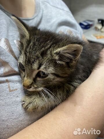 Котик 1 мес. в добрые ручки. Беплатно