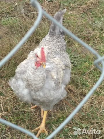 Молодые петухи