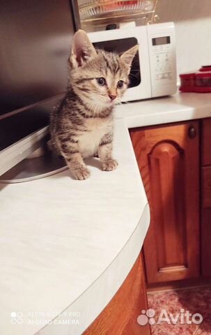 Котенок девочка 1 месяц 3 недели
