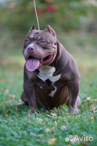 Американский булли вязка