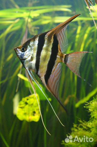 Аквариумные рыбки