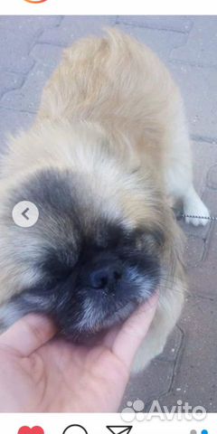 Найден пекинес молоденький -возраст около года