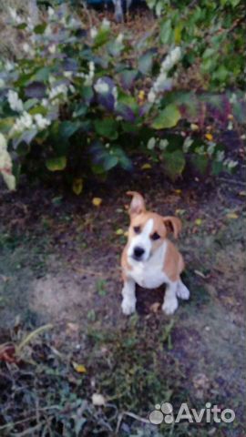 Щенок стаффтерьера