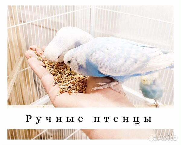 Волнистые попугаи, ручные птенцы