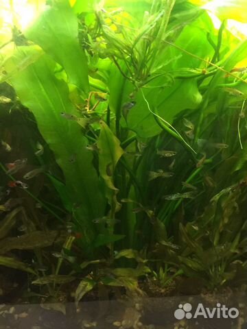 Эхинодорус Блехера аквариумное растение