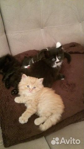 Котята