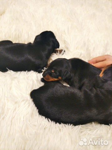 Щенки цвергпинчера