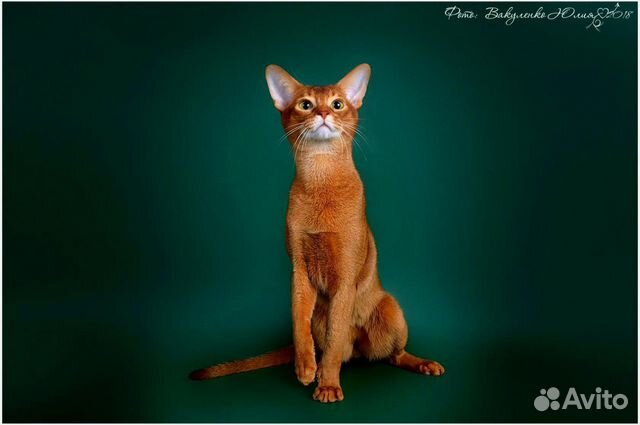 Титулованый кот, вязка