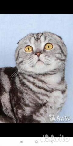 Котик для кошечек(вязка)