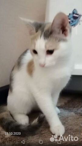 Очаровательная котодевочка