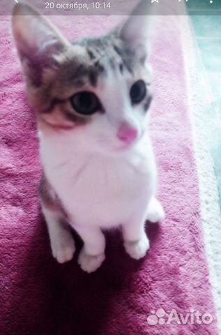 Котенок 3мес
