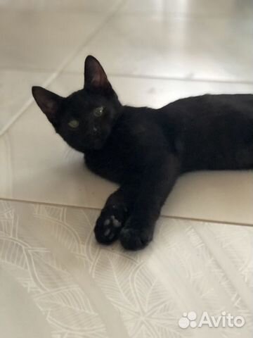 Чёрный пантерчик в надежные руки