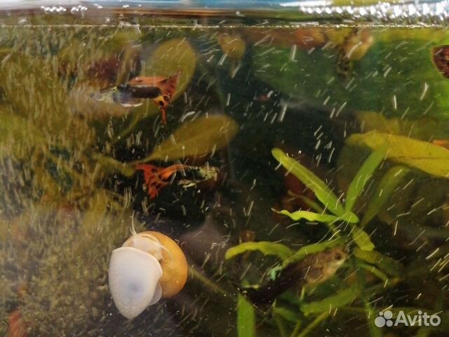 Гуппи и меченосцы