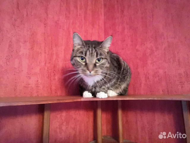 Кошечка Шанти ищет любящих хозяев