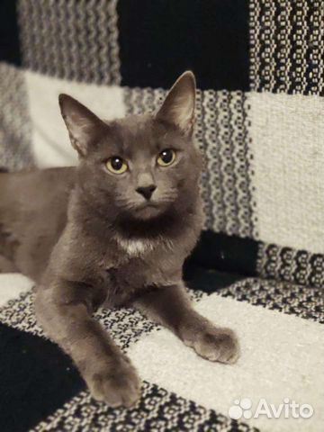 Нежная кошечка Дымка в добрые руки