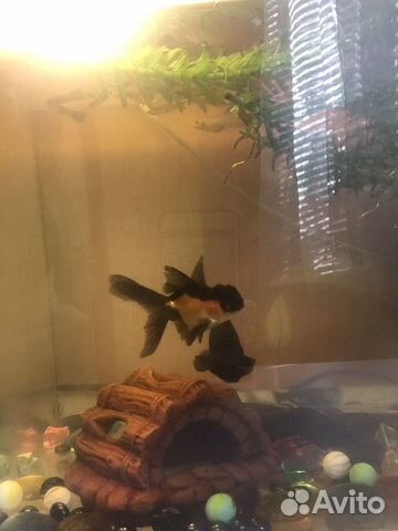 Оранда и чёрный телескоп. Продам или обменяю