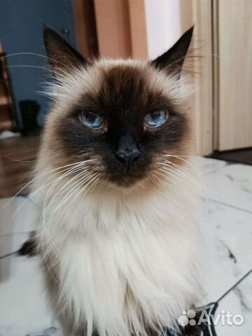 Отдам в хорошие руки кота Бирманская порода