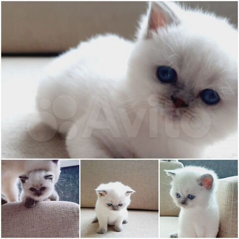 Котенок британский коллор поинт