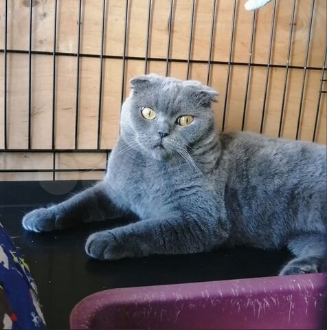 Кошка Раиса, 2 года (из приюта)