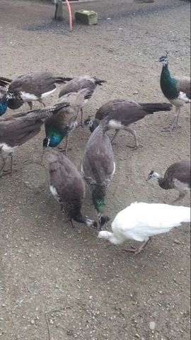 Павлины синий индийский Белых нет