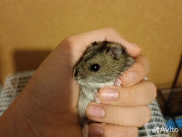 Сирийские хомячки