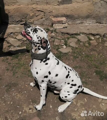 Далматинец фенотип в добрые руки