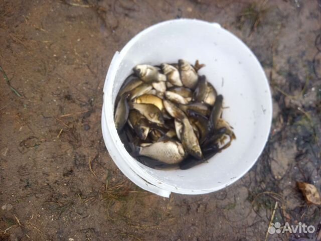 Рыба в пруд