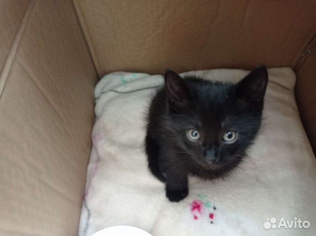 Котëнок