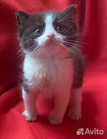 Котик Яша счастливый спасеныш