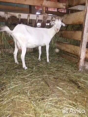 Коза дойная